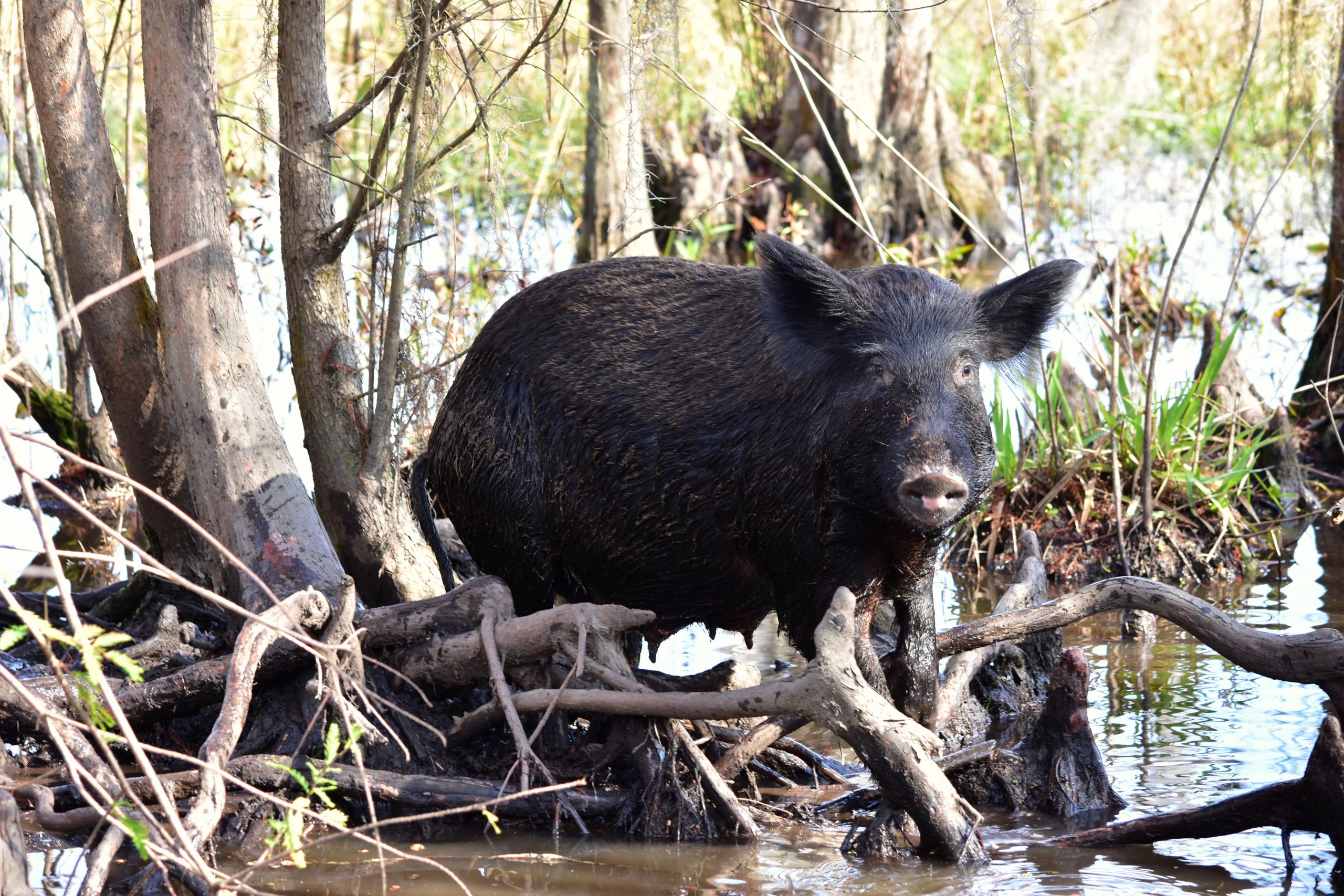 Intelligent, resourceful wild hogs wreak havoc on the prairie – The ...