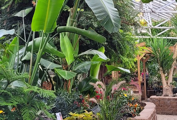 A look at the Regina Floral Conservatory – The Carillon